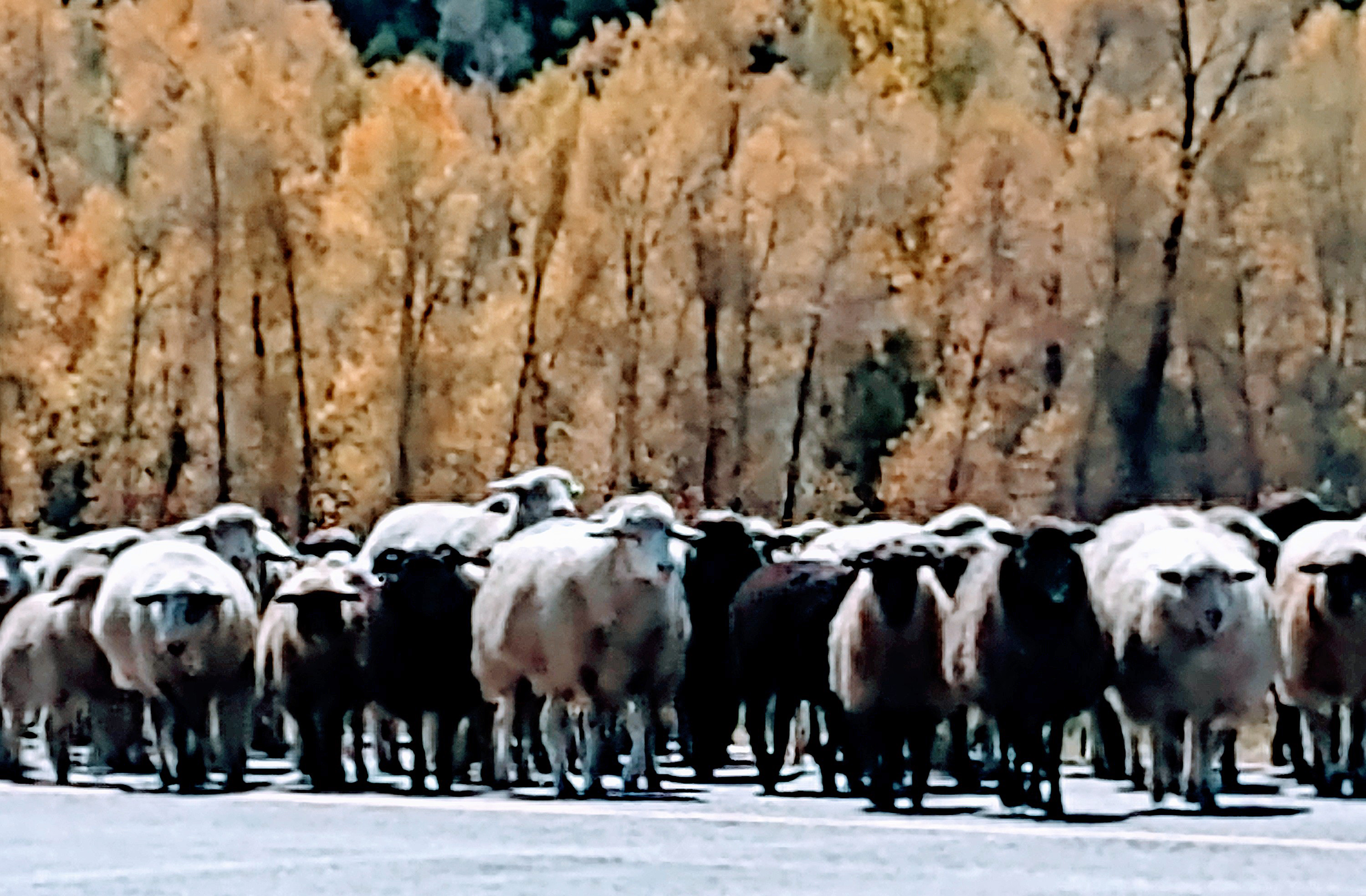 Los Ojos Sheep Move To Lower Pastures – Los Alamos Reporter
