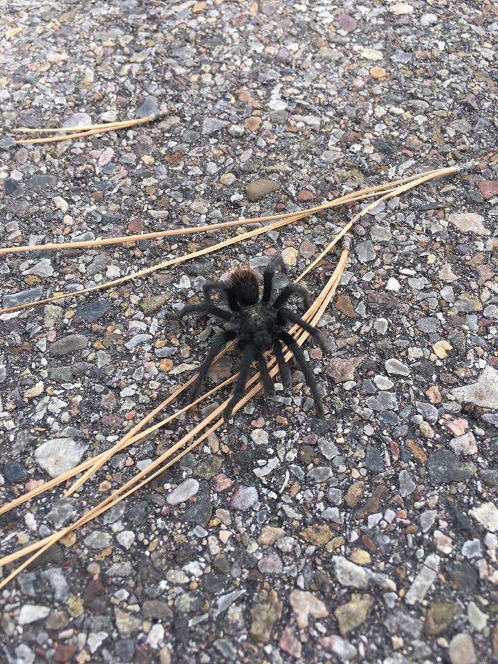 Attention – Tarantulas Crossing! – Los Alamos Reporter