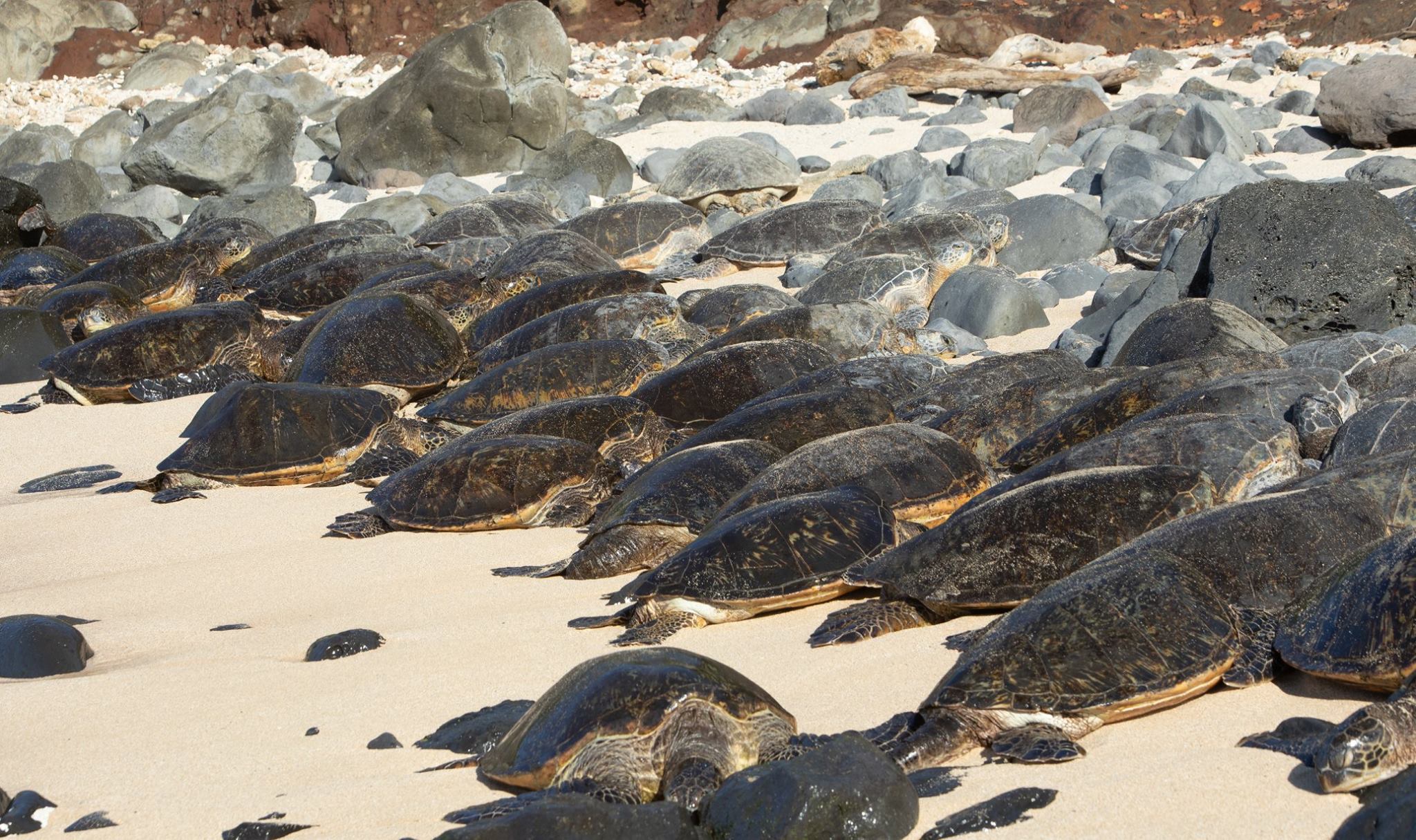 Turtles and Rocks – Los Alamos Reporter