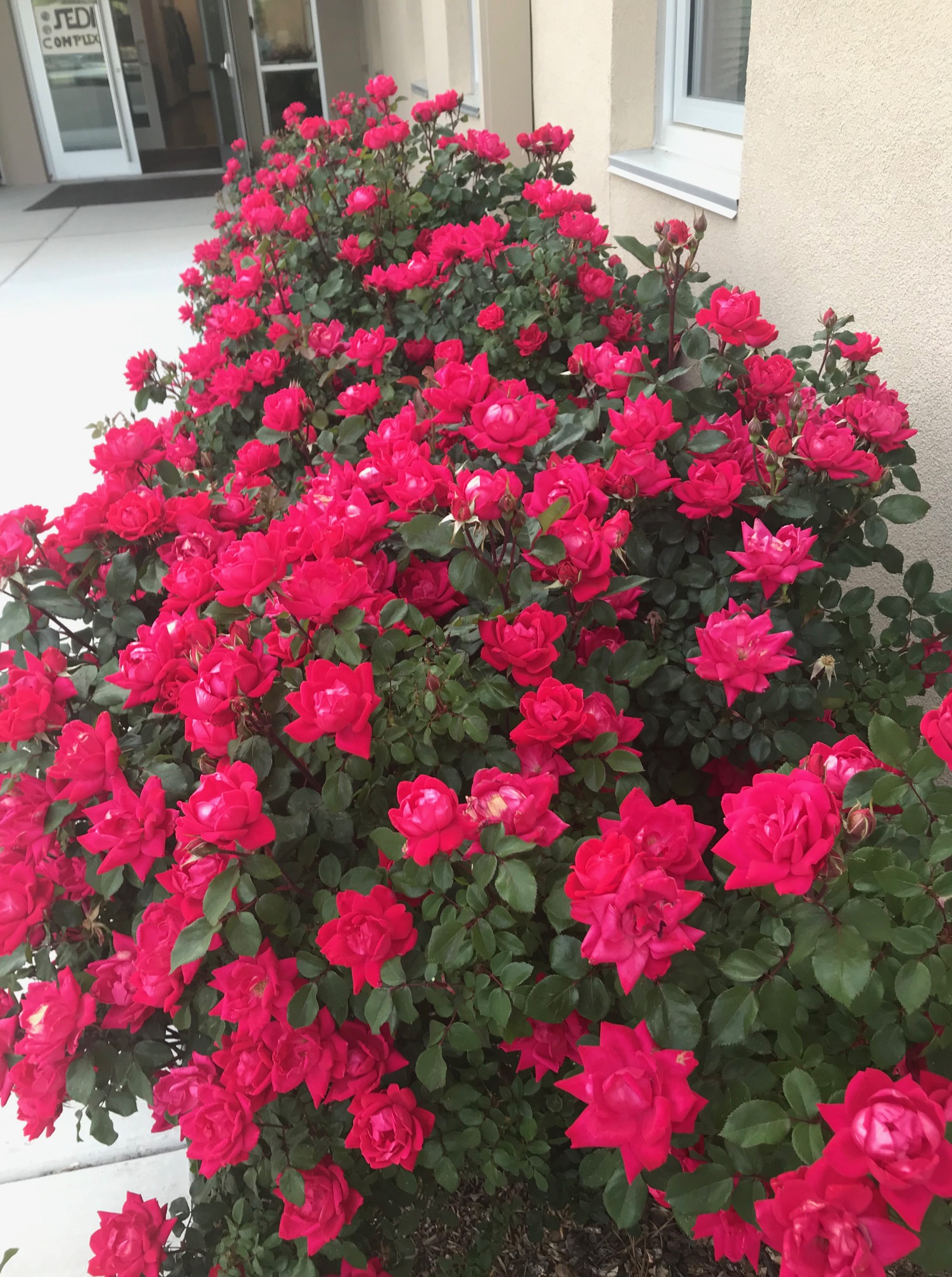 Rose Bushes Explode With Blossoms At Unitarian Church – Los Alamos Reporter