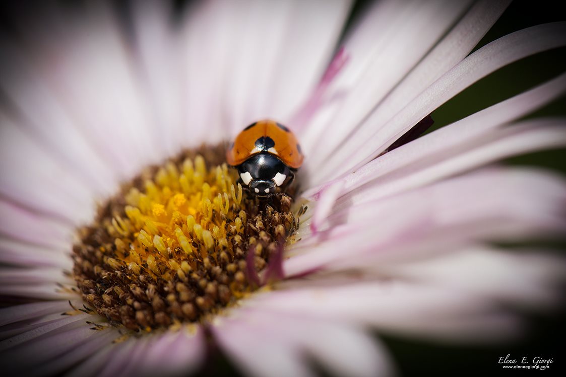 Photographer Offers Good Luck Ladybug For A Happy Friday – Los Alamos ...