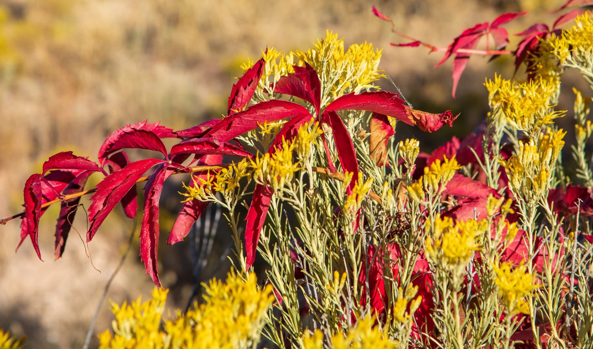 A Splash Of Fall Color – Los Alamos Reporter
