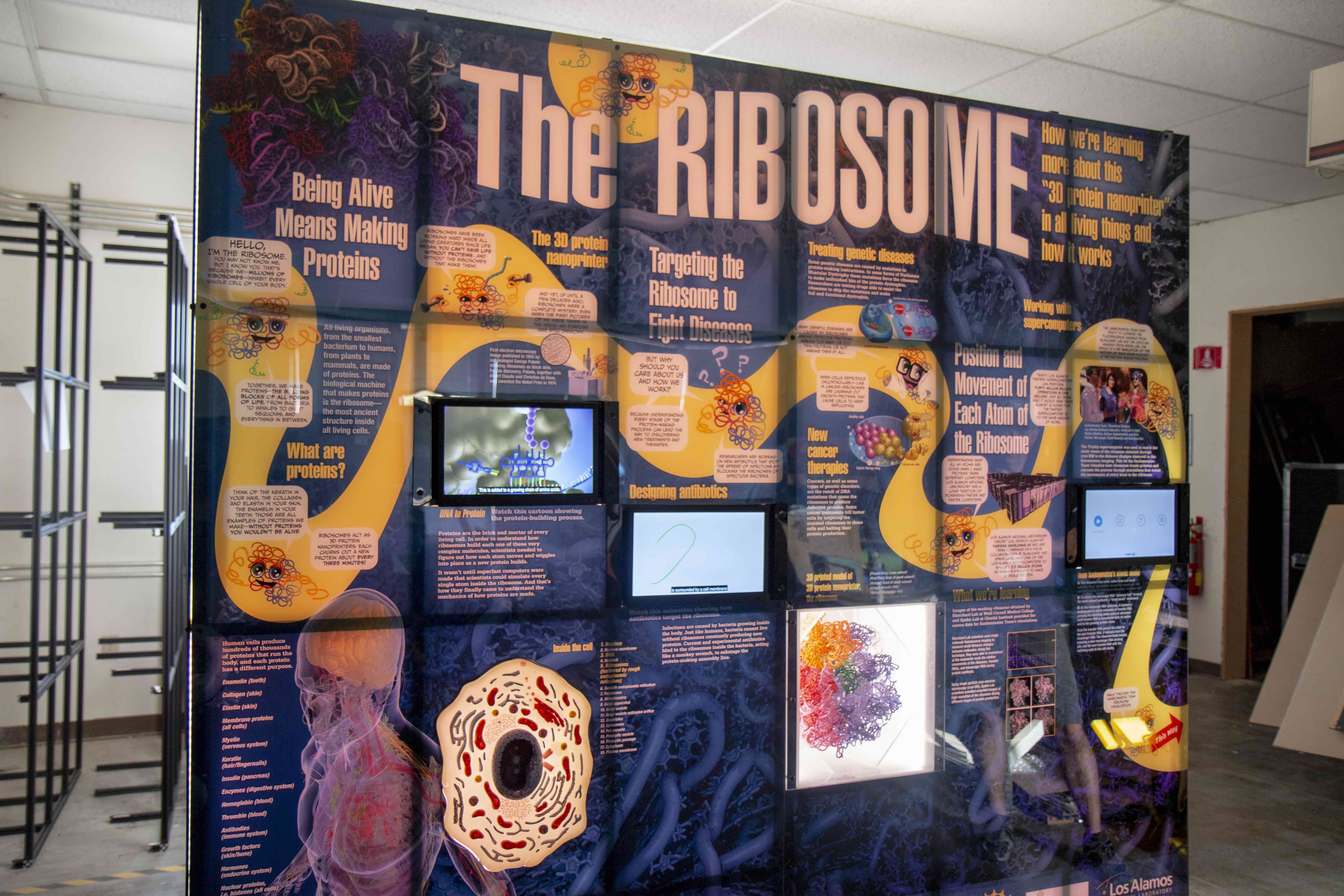 ‘The Ribosome’ Exhibit Opens At Bradbury Science Museum Friday – Los ...