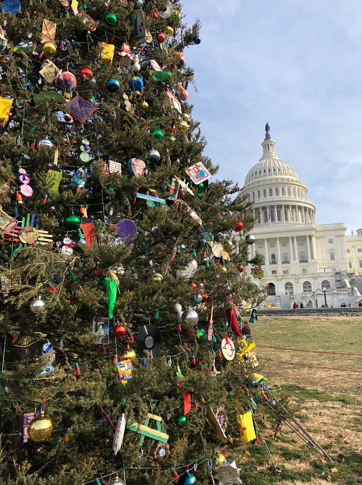 Capitol tree – Los Alamos Reporter