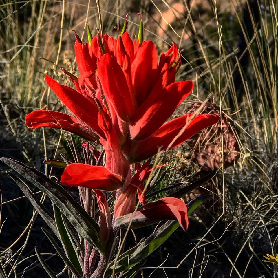 Vivid Indian Paintbrush Spotted – Los Alamos Reporter