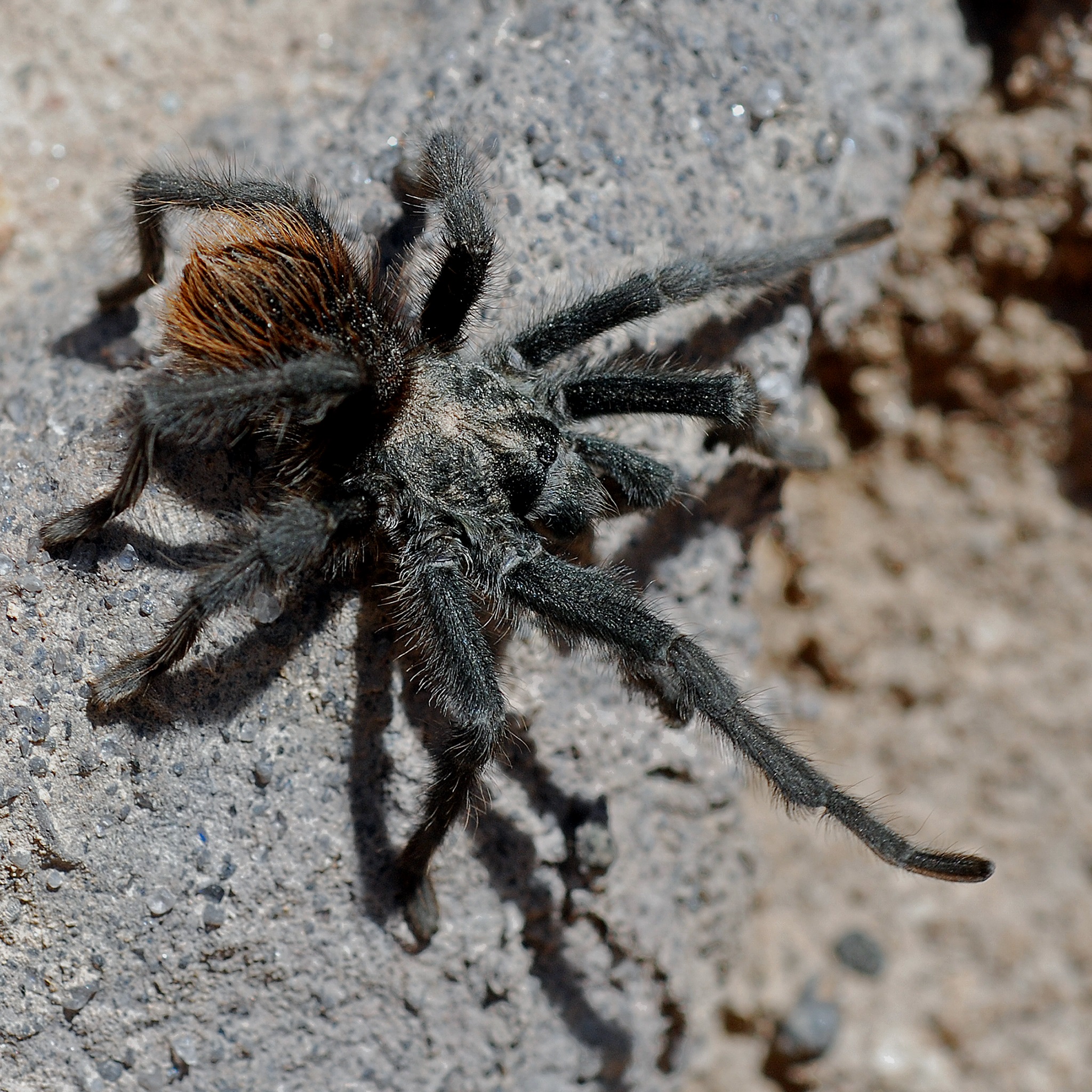 Bandelier National Monument: It’s Tarantula Time Again – Los Alamos ...