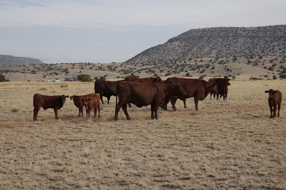 ranching_industry – Los Alamos Reporter