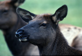 NMDGF: Big Game Draw Is Open – Watch ‘All You Need’ To Know Virtual ...