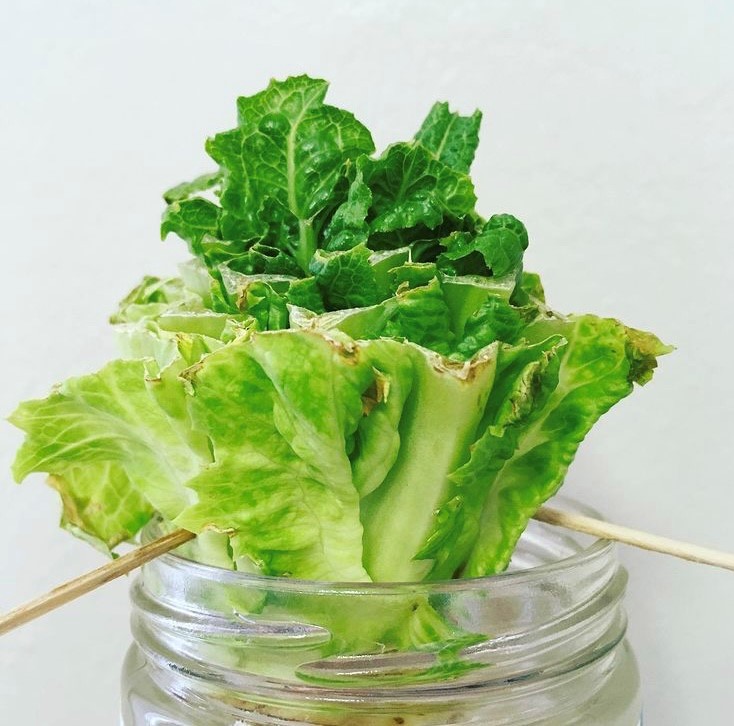 regrowing-lettuce – Los Alamos Reporter