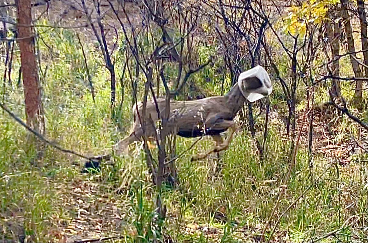 Deer Endures Ordeal During Removal Of Plastic Container Stuck On Its ...