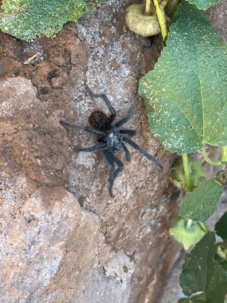 Tarantula Explores Courtyard At Bandelier National Monument – Los ...