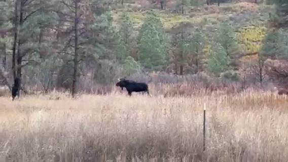 NMDGF: Moose Spotted Near Mora – Los Alamos Reporter
