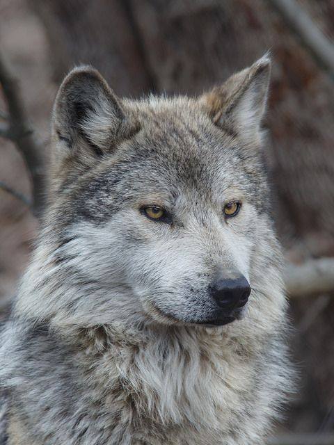 NMDGF: Mexican Wolf Located North Of I-40 In Northeastern New Mexico ...