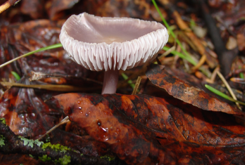 PEEC: Discover Lichen, Slime Molds And Fungi Of Valles Caldera With ...