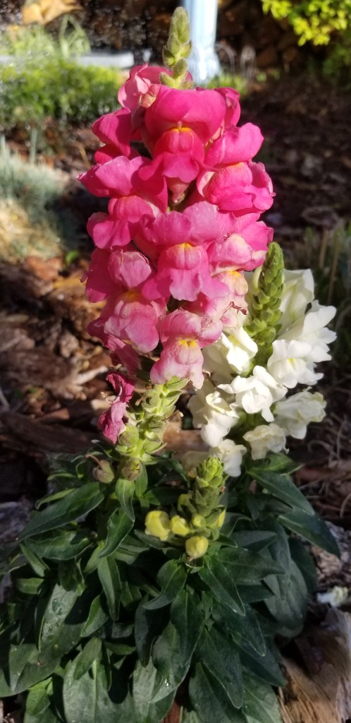 Hardy Snapdragons Blooming In Medanales – Los Alamos Reporter