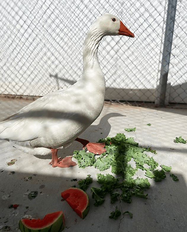 ‘Edna’ Is Not A Goose, But A Gander – Los Alamos Reporter