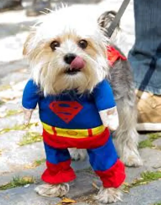 Pet Pangaea’s Pet Parade & Costume Contest Event Is Sunday At Ashley ...