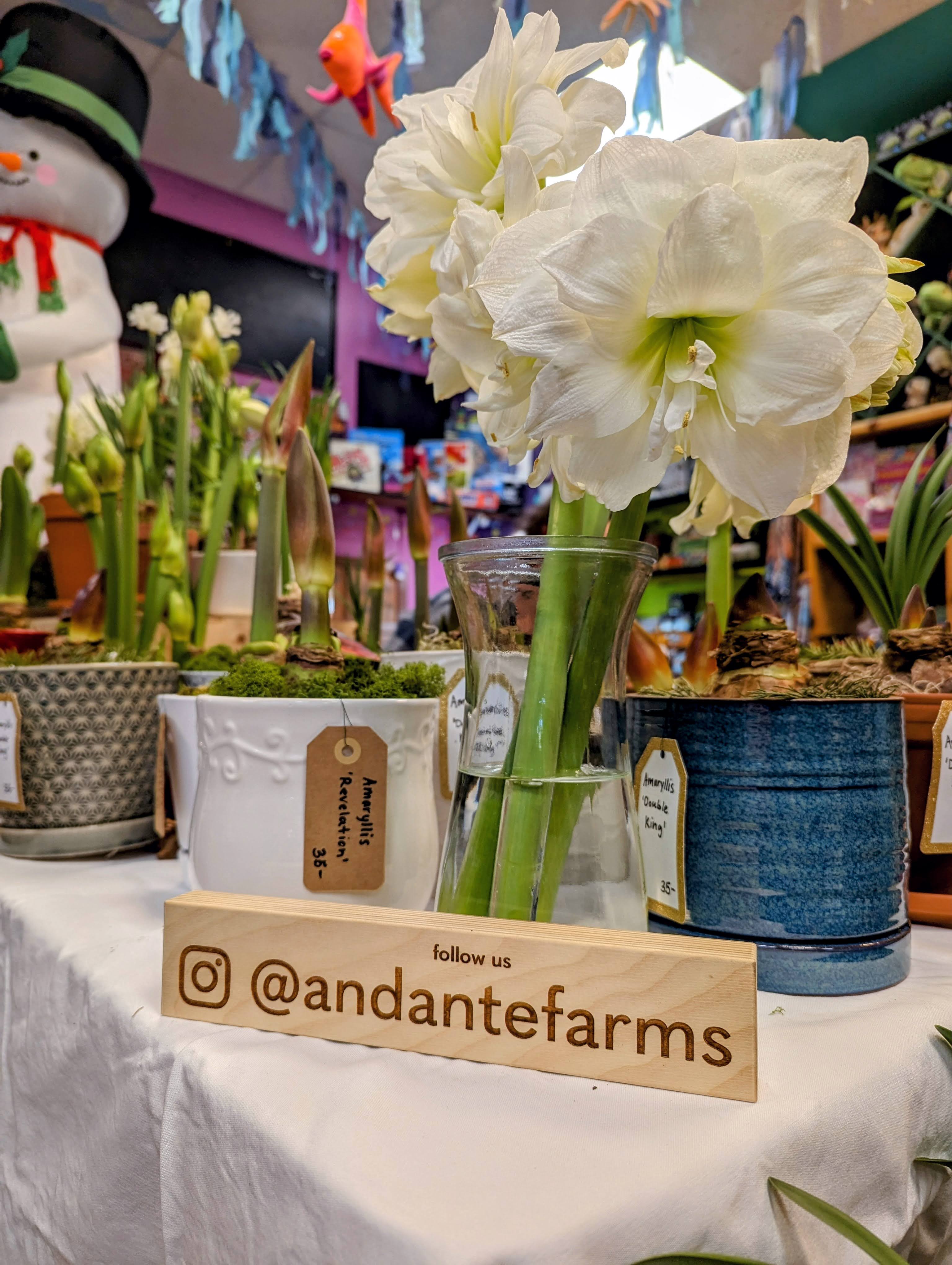 Check Out Andante Farms Bulb Gardens Sale At Boomerang Dec. 16 – Los ...