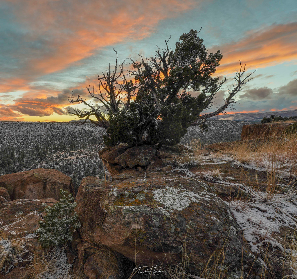 Juniper Sunset…. – Los Alamos Reporter