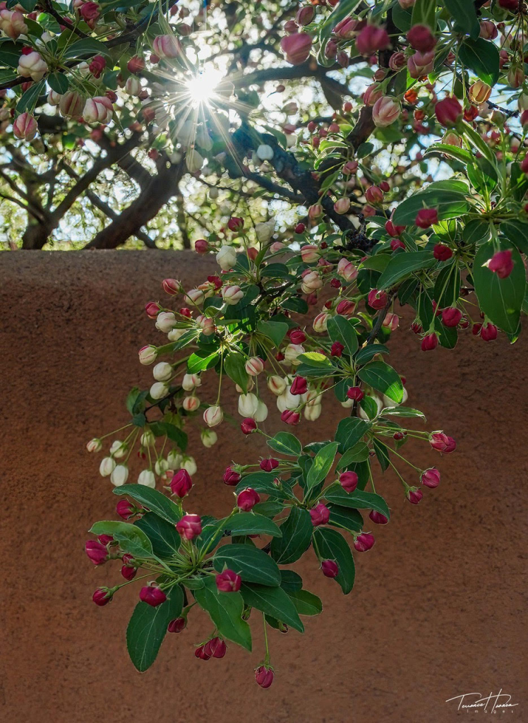 Spring Sunburst… – Los Alamos Reporter