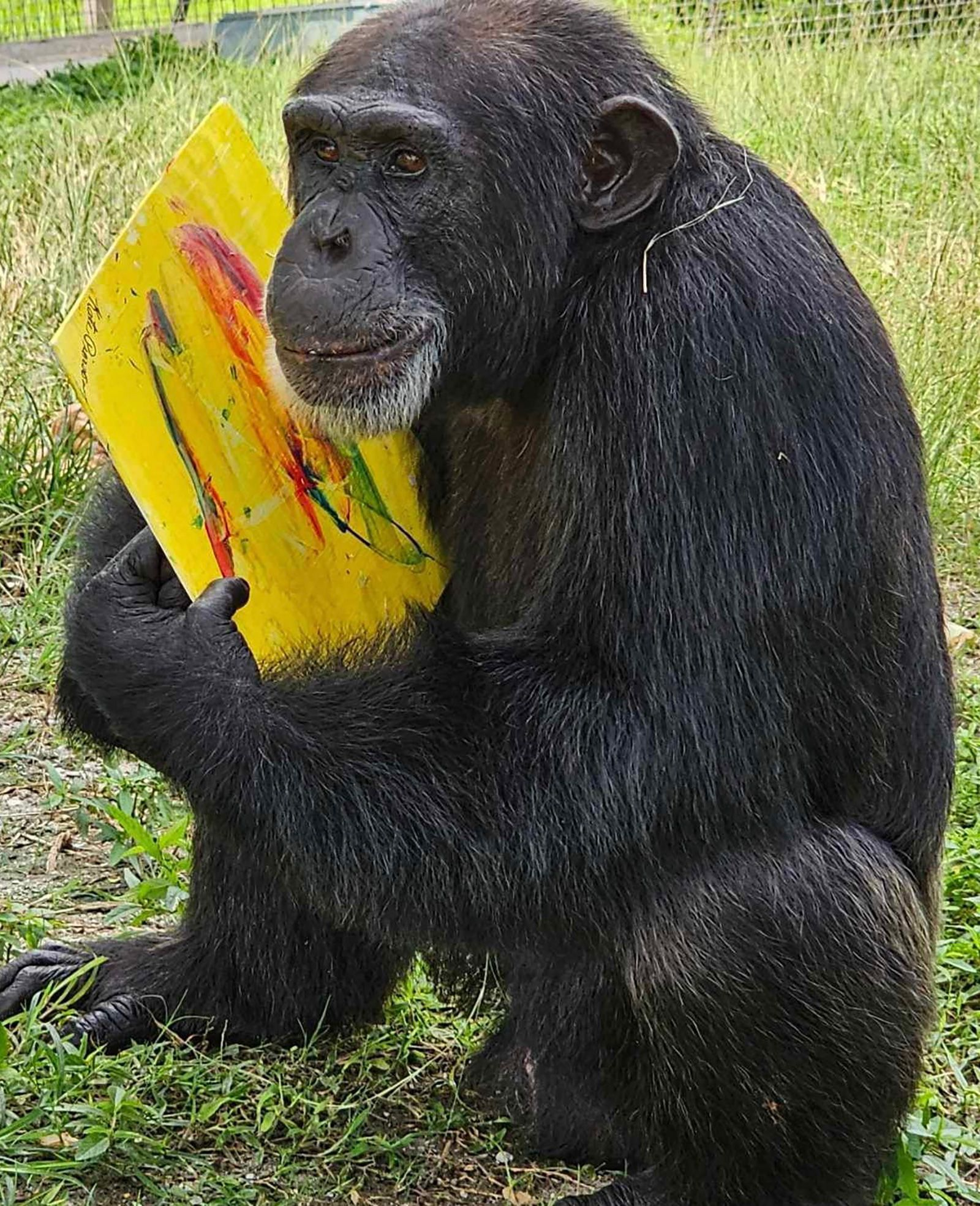 Santa Fe Gallery Goes Ape for World Chimpanzee Day – Los Alamos Reporter