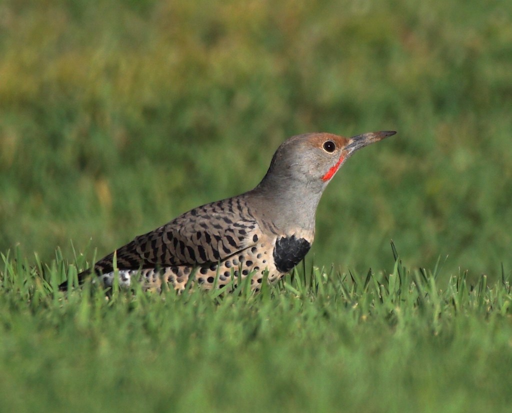 Northern Flicker Regularly Appears At Urban Park – Los Alamos Reporter