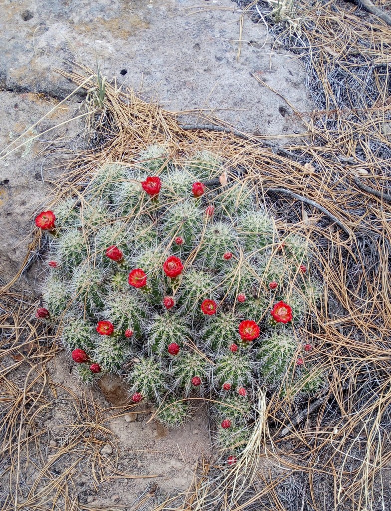 Cañon Cactus Spotted At North Mesa Natural Habitat Area – Los Alamos ...