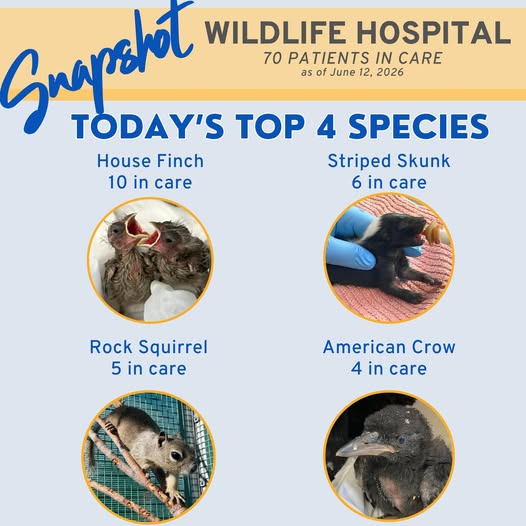New Mexico Wildlife Center Treats Diverse Species – Los Alamos Reporter