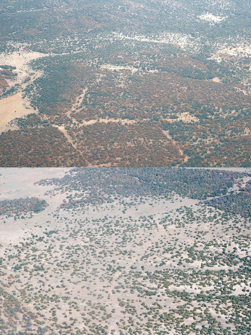 Tree Deaths Tripled Across New Mexico In 2025 Amid Drought, Heat ...